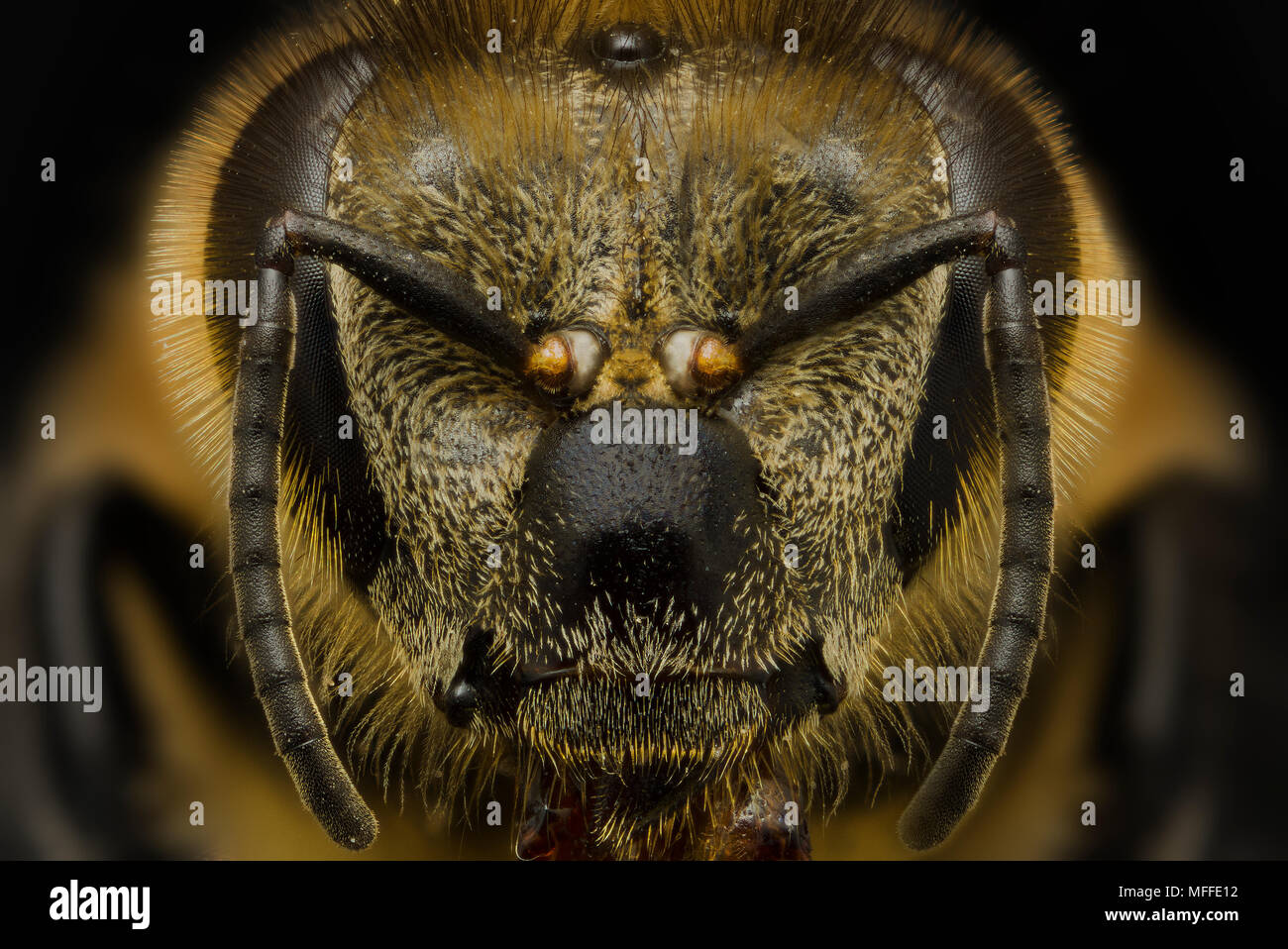 Honey bee head Stock Photo - Alamy