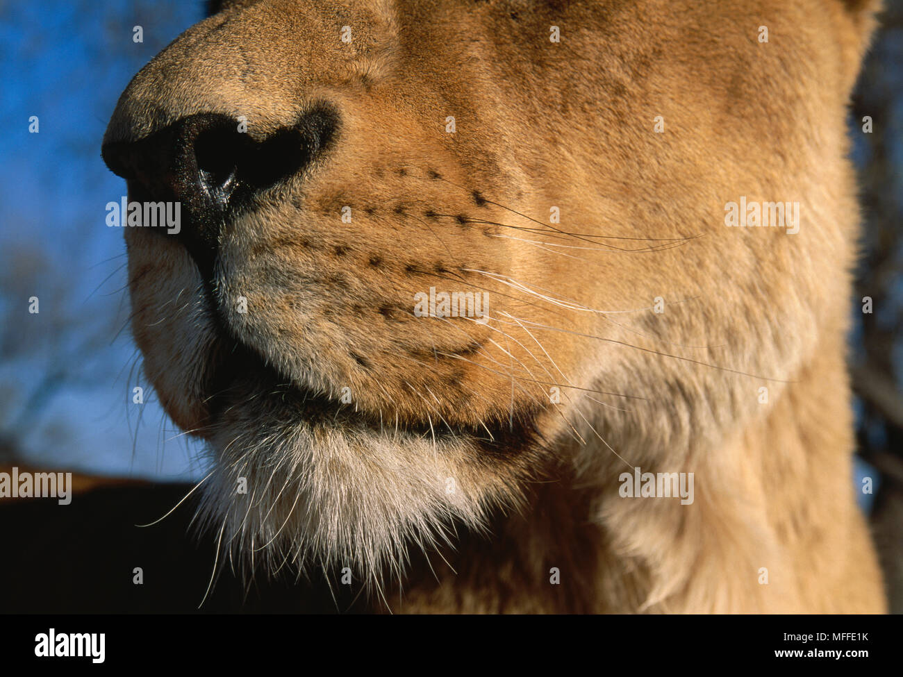 AFRICAN LION Panthera leo Shows whiskers in parallel rows Stock Photo ...