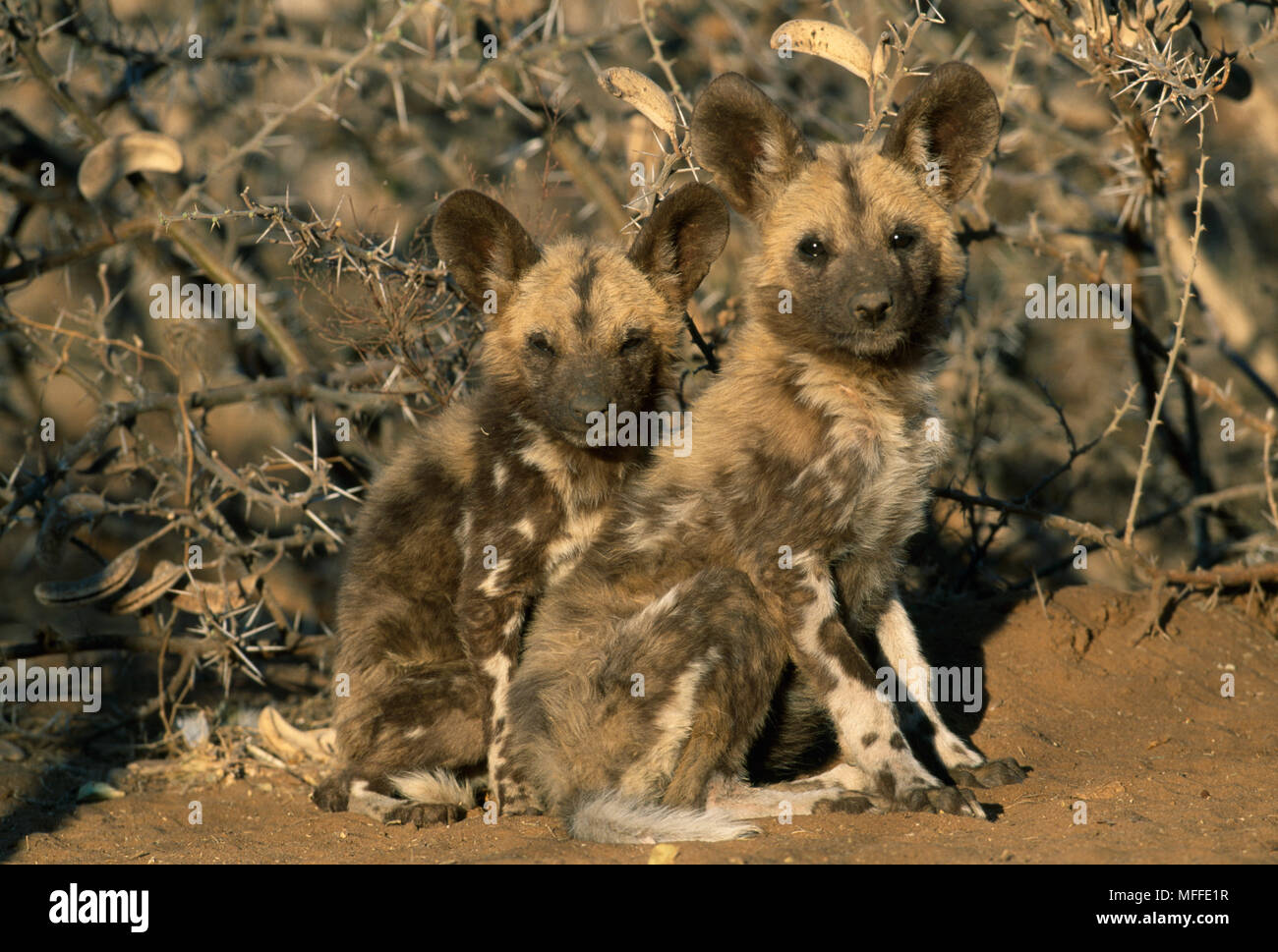 AFRICAN WILD or CAPE HUNTING DOG Lycaon pictus two, three months old ...
