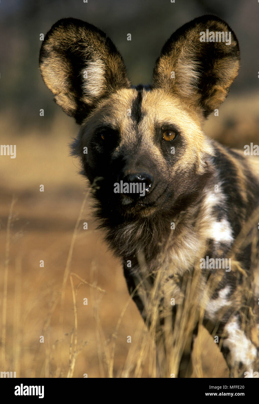 AFRICAN WILD DOG head detail Lycaon pictus Also called Cape Hunting Dog ...