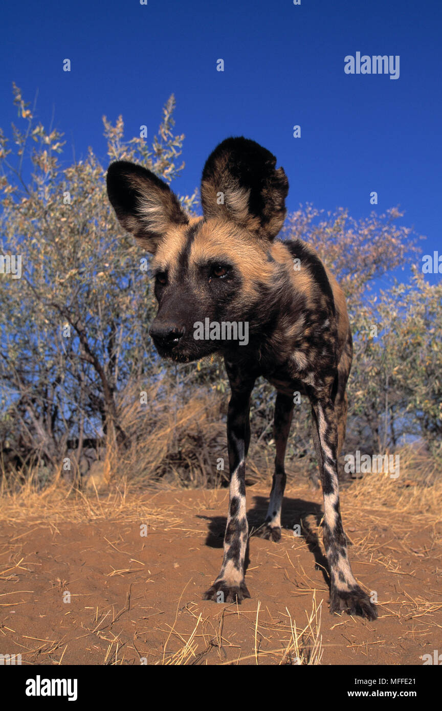 AFRICAN WILD or CAPE HUNTING DOG Lycaon pictus Stock Photo - Alamy