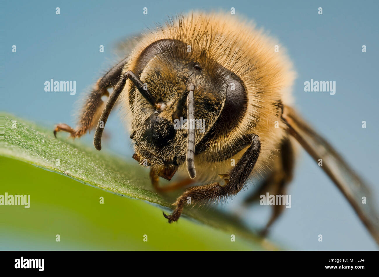 Micro bee hi-res stock photography and images - Alamy