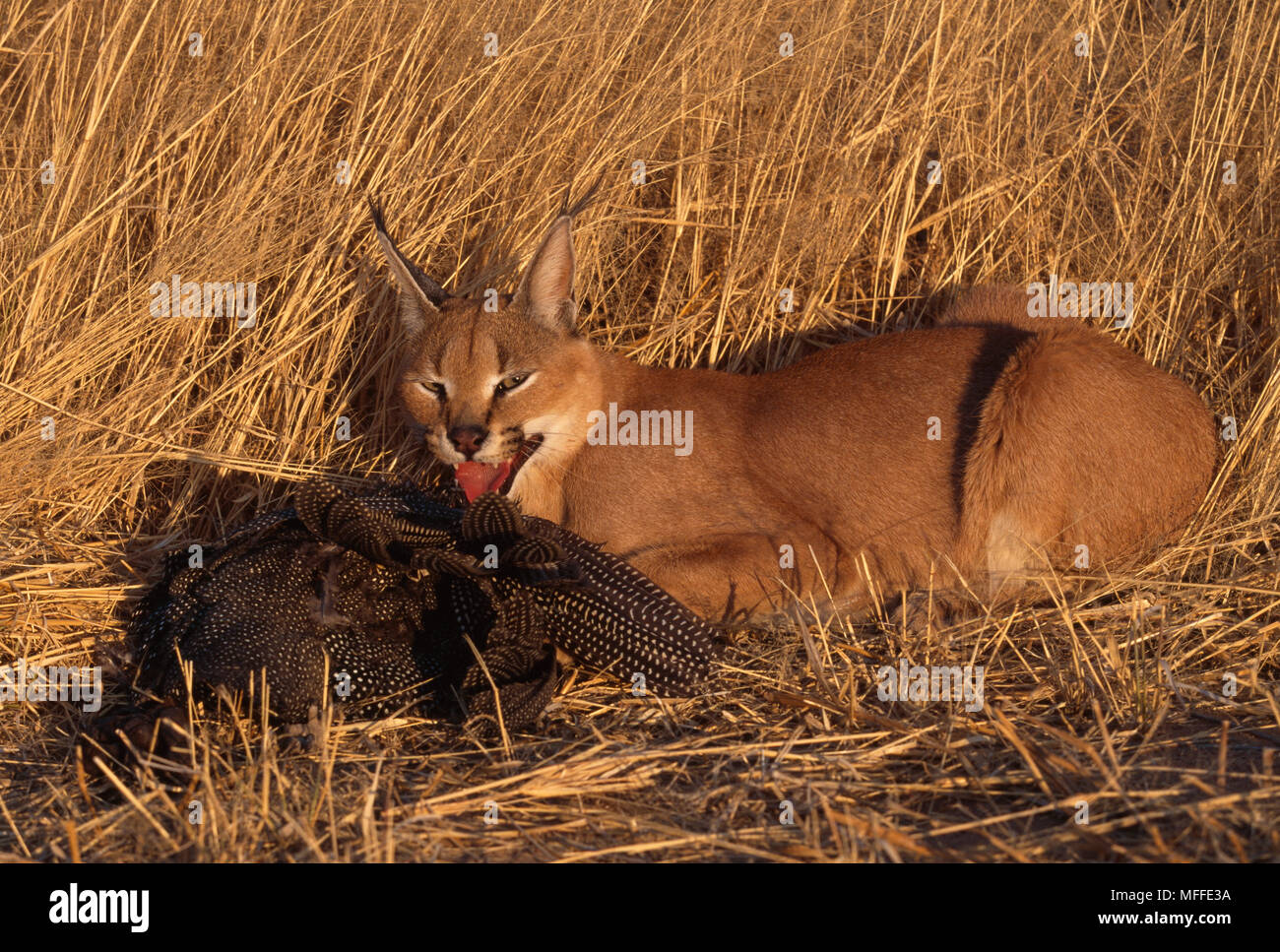 Lynx Animal Prey Eating High Resolution Stock Photography and Images ...