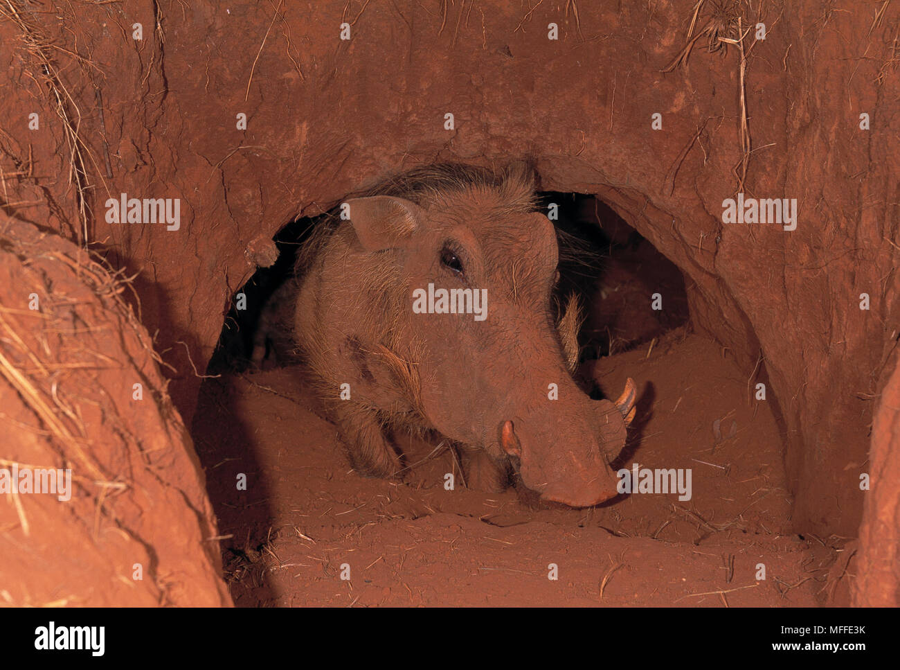 Mammals burrow underground hi-res stock photography and images - Alamy