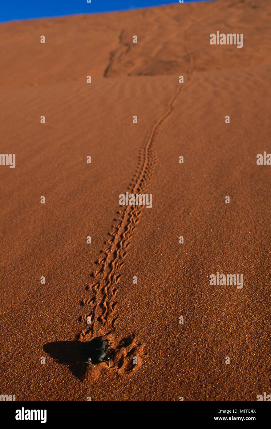 Sand dune insect track hi-res stock photography and images - Alamy