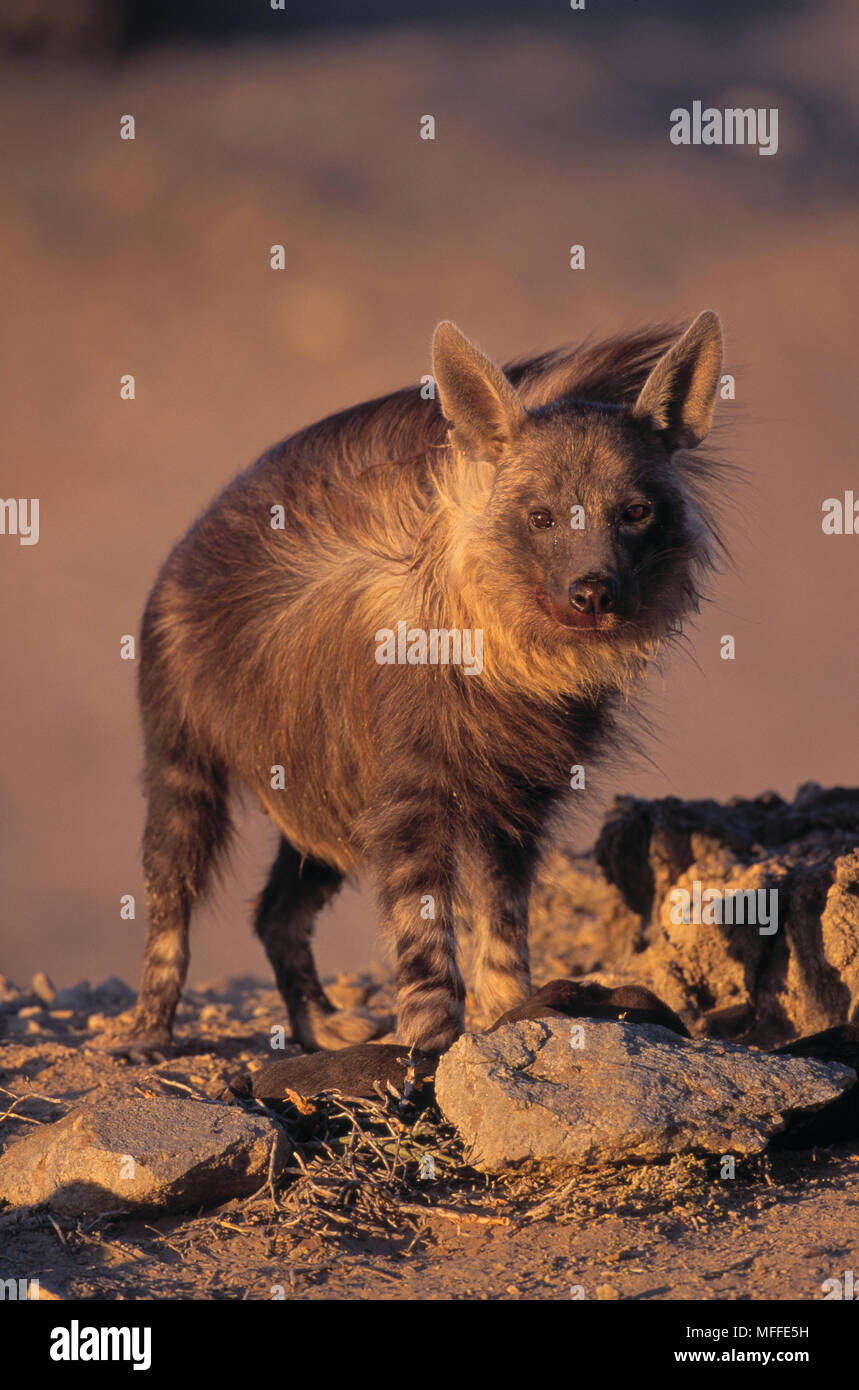 BROWN HYENA Hyaena brunnea Namibia Stock Photo - Alamy