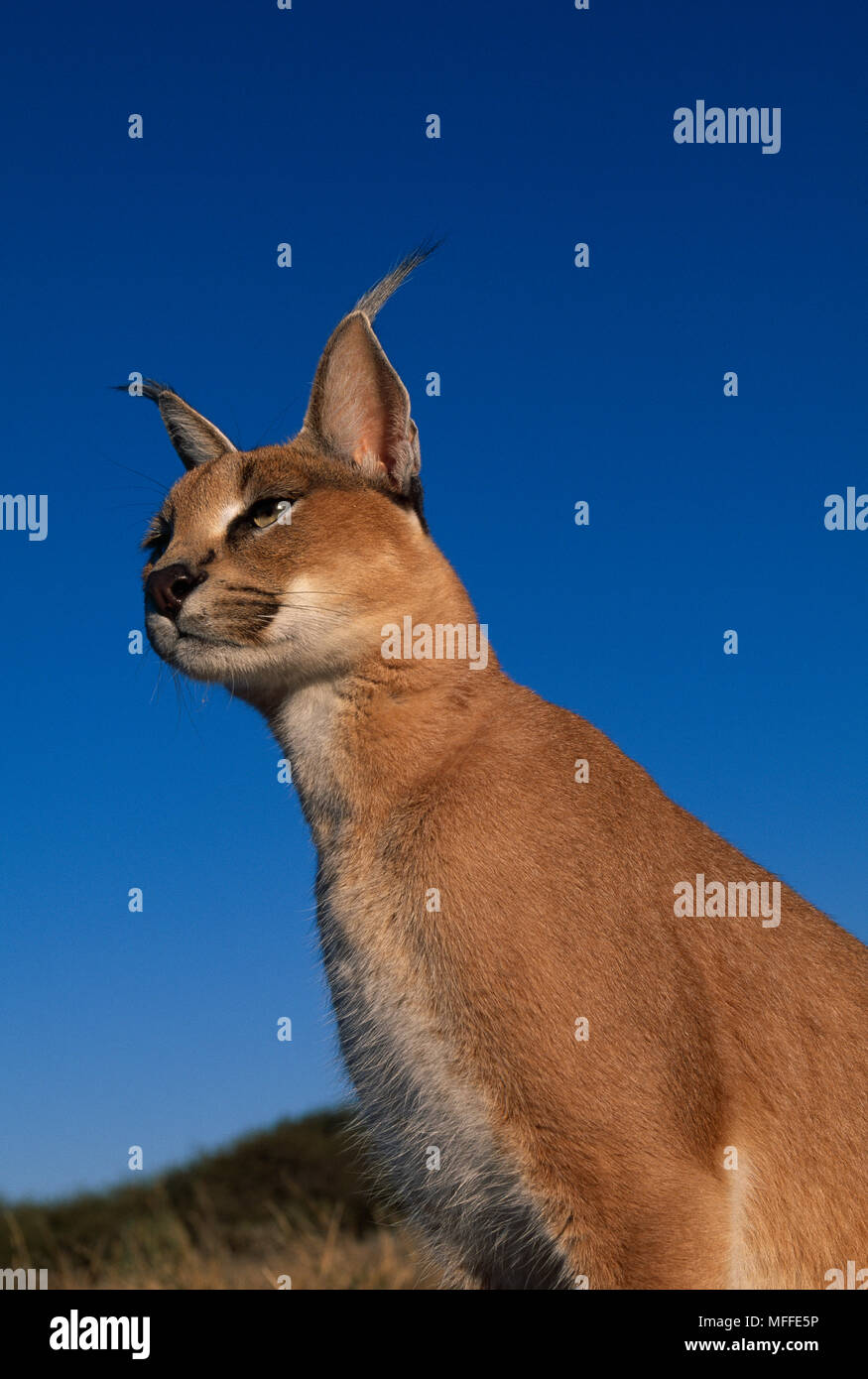 Caracal sitting hi-res stock photography and images - Alamy