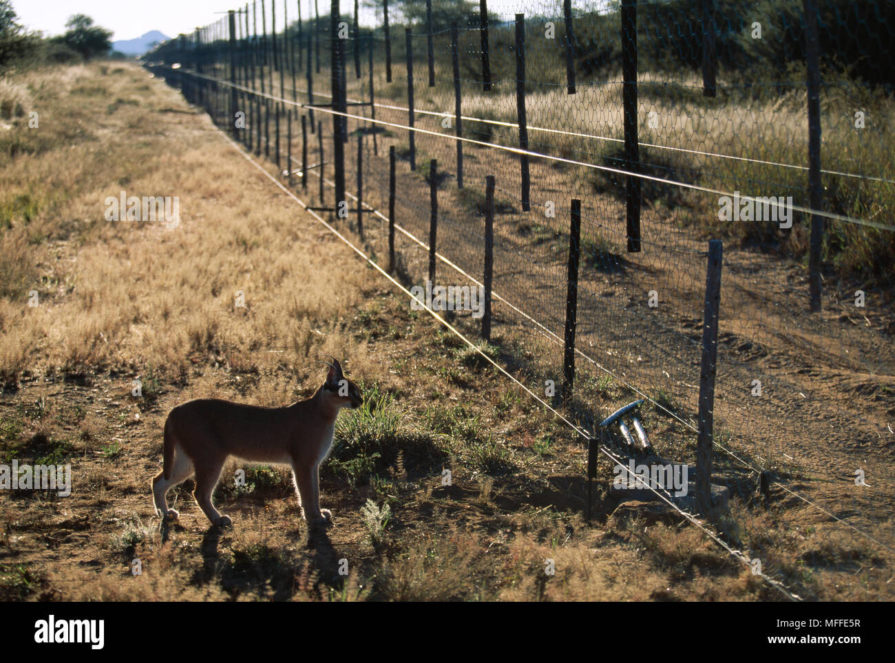 Strong fences hi-res stock photography and images - Alamy