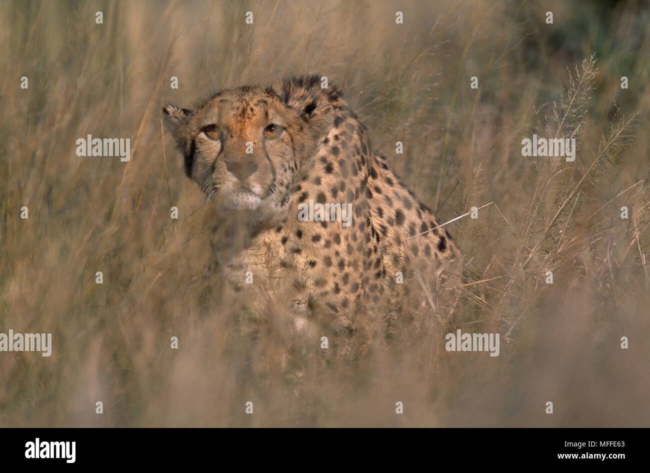 Cheetah crouching hi-res stock photography and images - Alamy