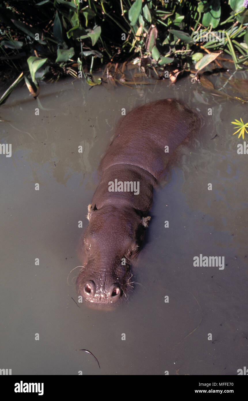 Pygmy hippo swimming hi-res stock photography and images - Alamy