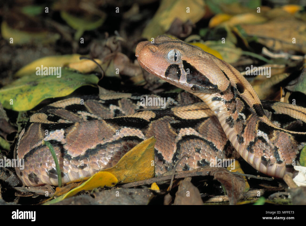 West african gaboon viper hi-res stock photography and images - Alamy