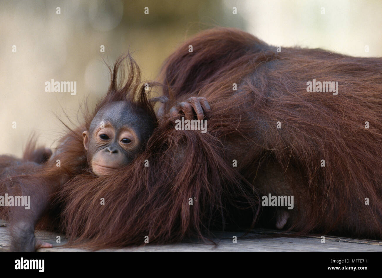 BORNEAN ORANGUTAN Pongo pygmaeus baby on mother, Borneo. Endangered ...