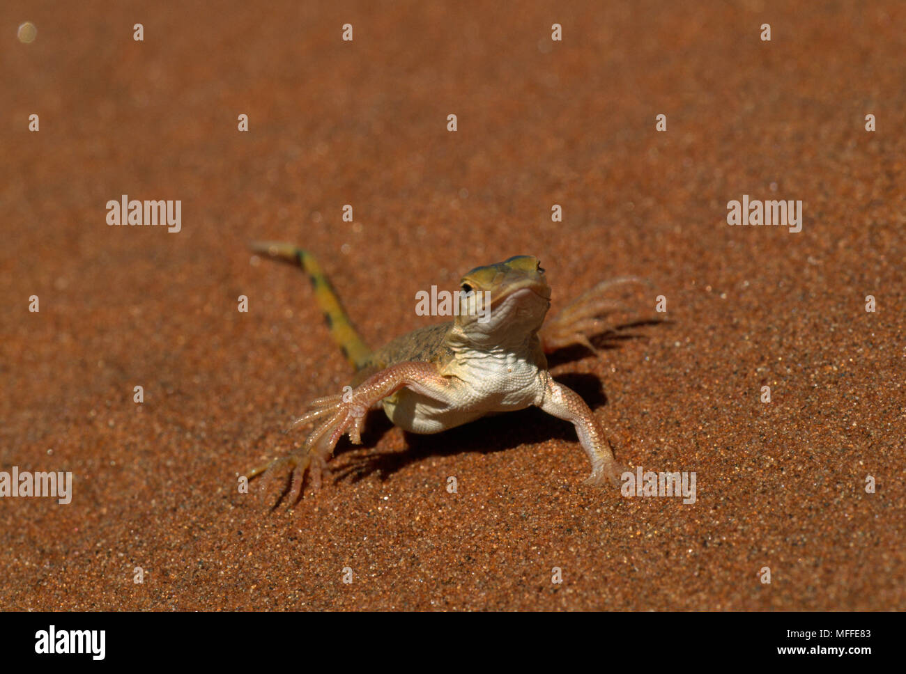 Reptiles lizards desert namibia hi-res stock photography and images - Alamy