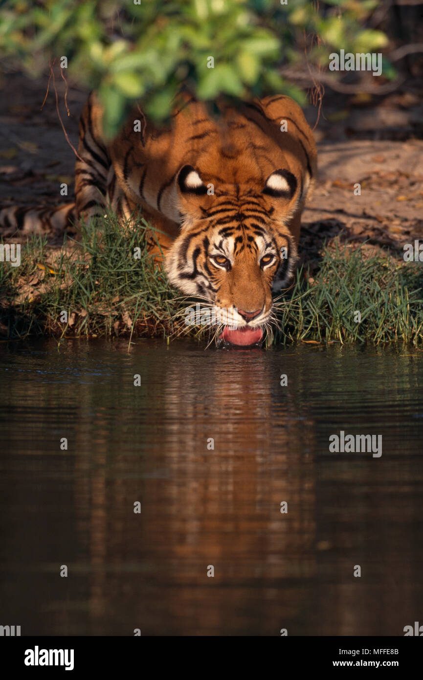 Tiger at watering hole hi-res stock photography and images - Alamy