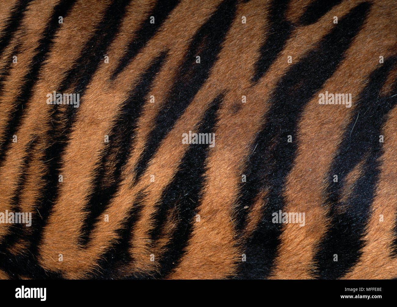 BENGAL TIGER close-up Panthera tigris showing skin pattern Stock Photo ...