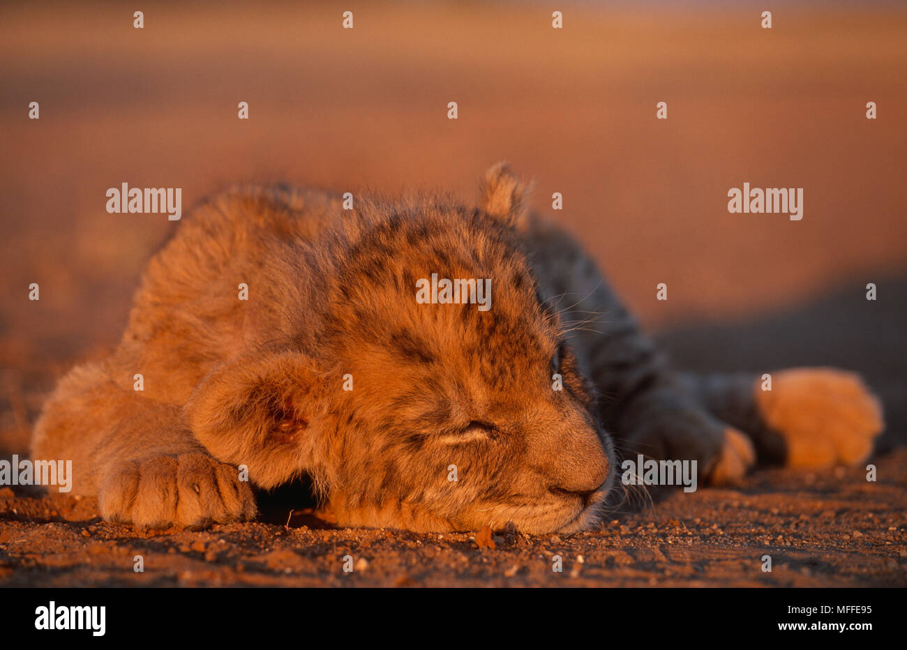 AFRICAN LION cub sleeping Panthera leo Stock Photo - Alamy