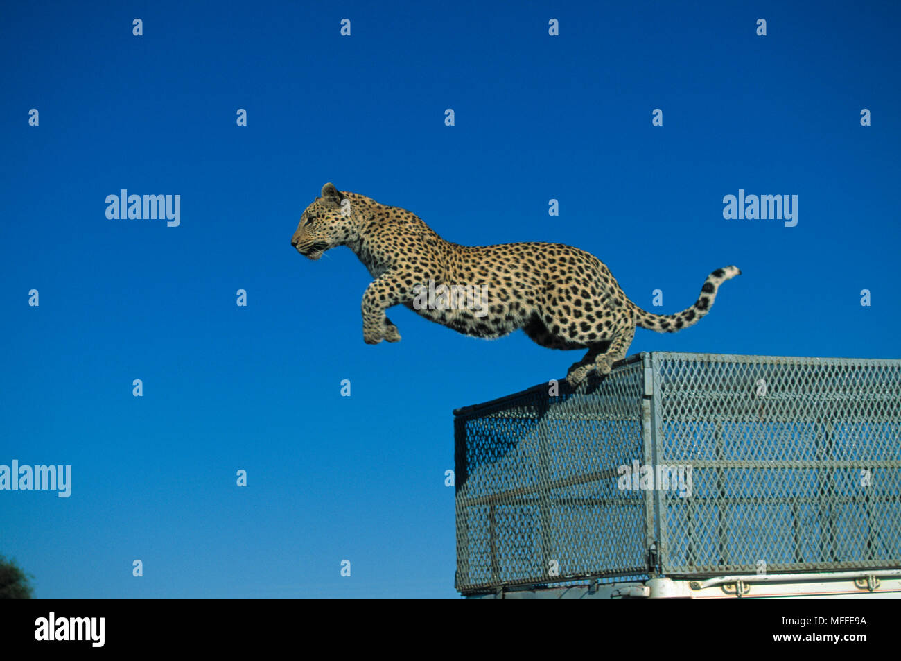 LEOPARD leaping from truck Panthera pardus Namibia Picture sequence: No ...