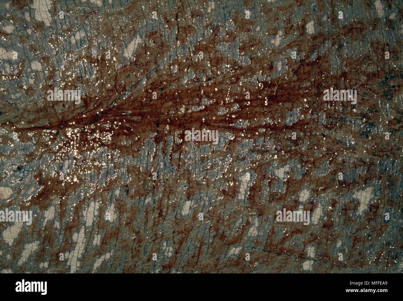 HIPPOPOTAMUS skin detail Hippopotamus amphibius showing glandular ...