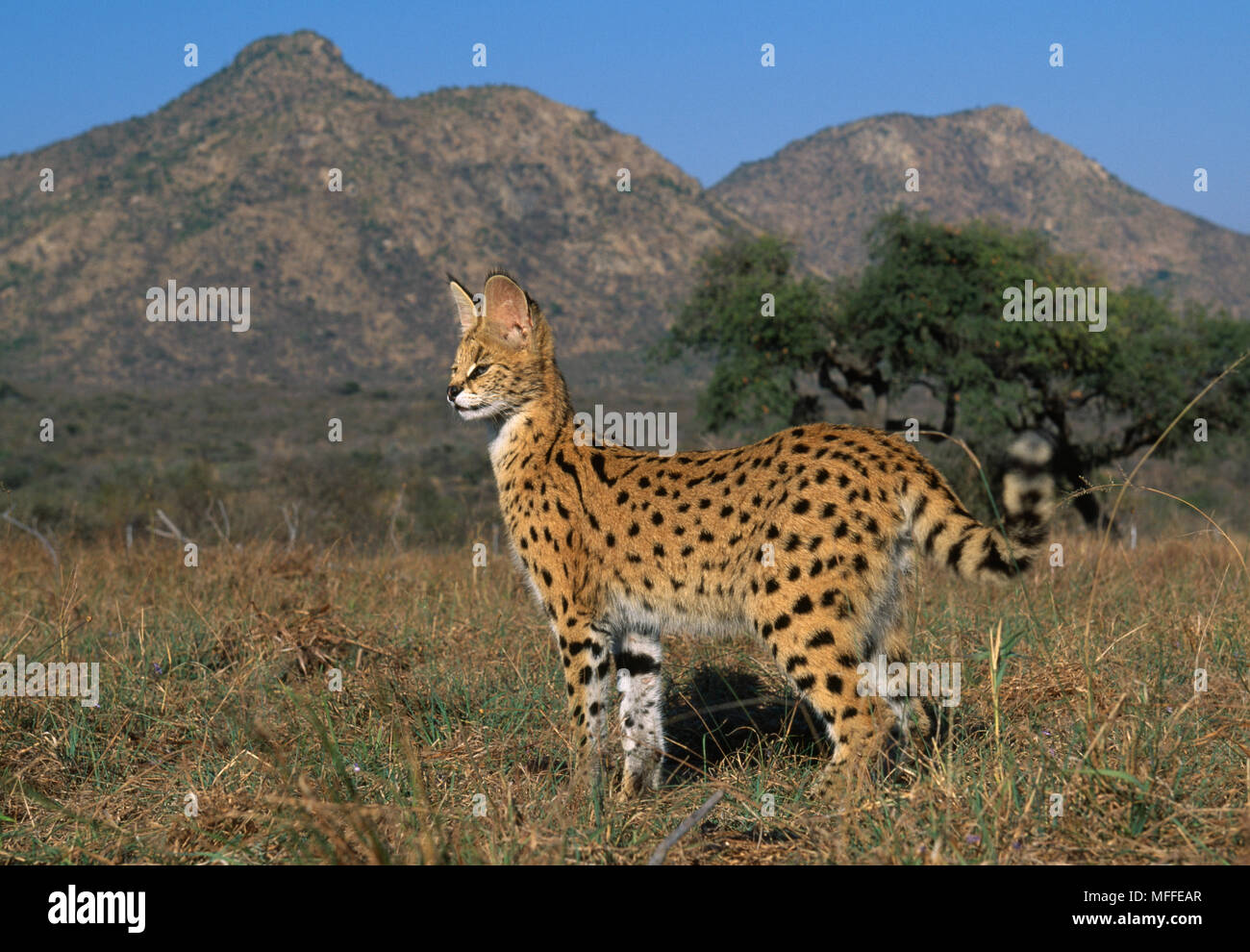 Watchfully Stock Photos & Watchfully Stock Images - Alamy