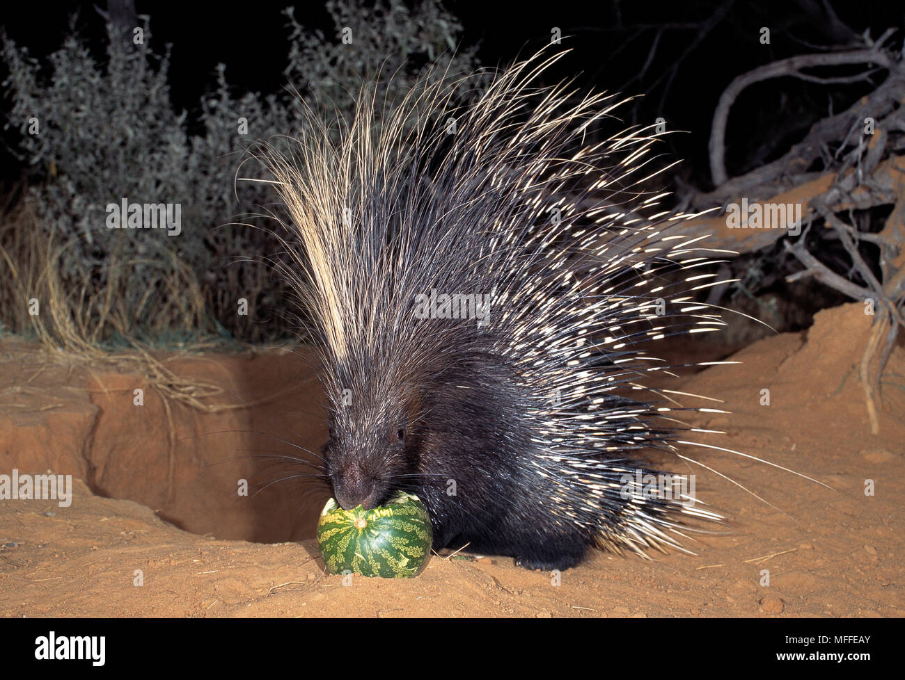 Porcupine Eating
