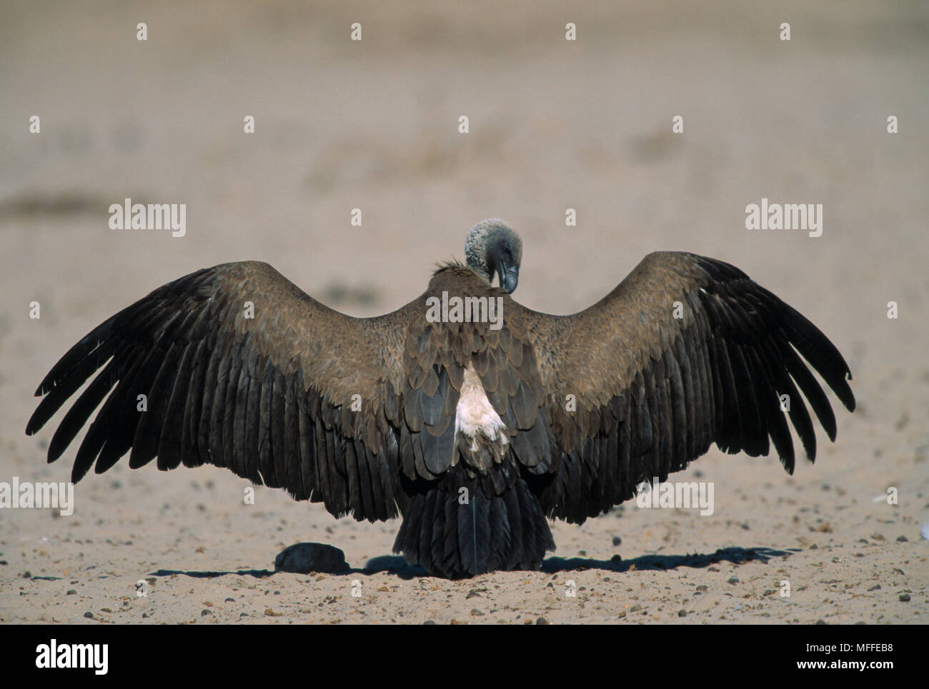 Mha004200a hi-res stock photography and images - Alamy