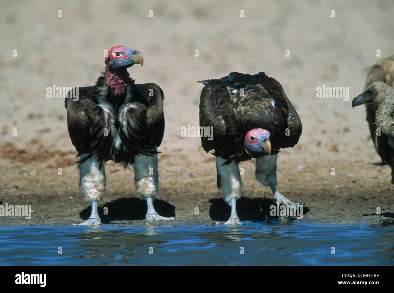 Namibian birds of prey hi-res stock photography and images - Alamy