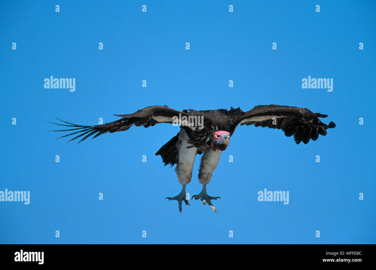 Namibian birds of prey hi-res stock photography and images - Alamy
