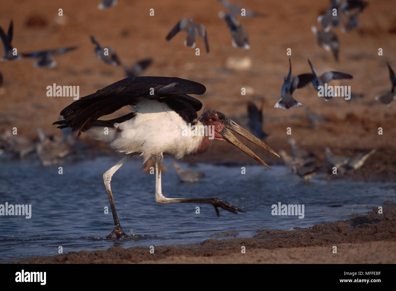 MARABOU STORK at waterhole Leptoptilos crumeniferus attacking & eating ...