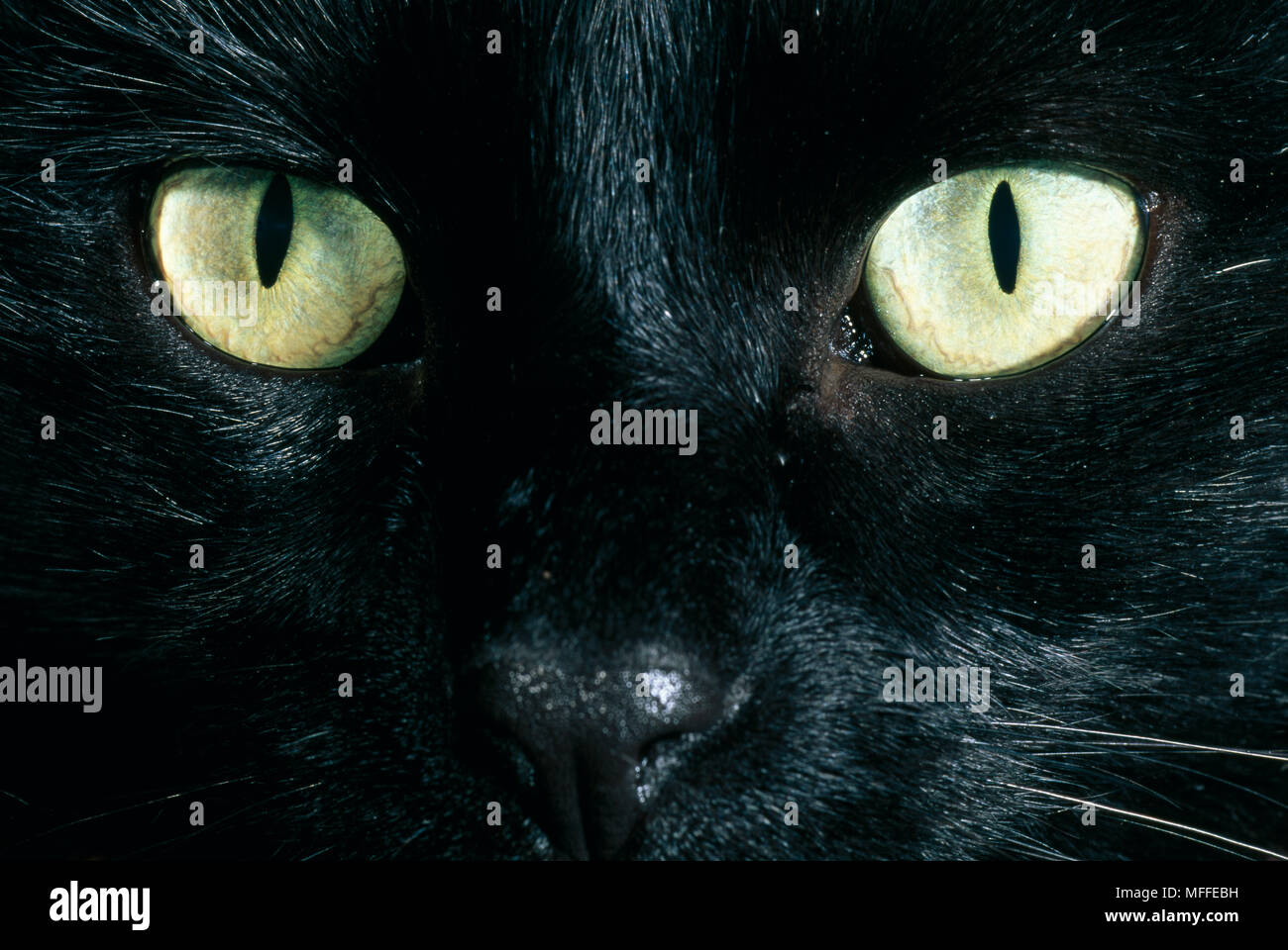 BLACK CAT'S EYES Stock Photo - Alamy