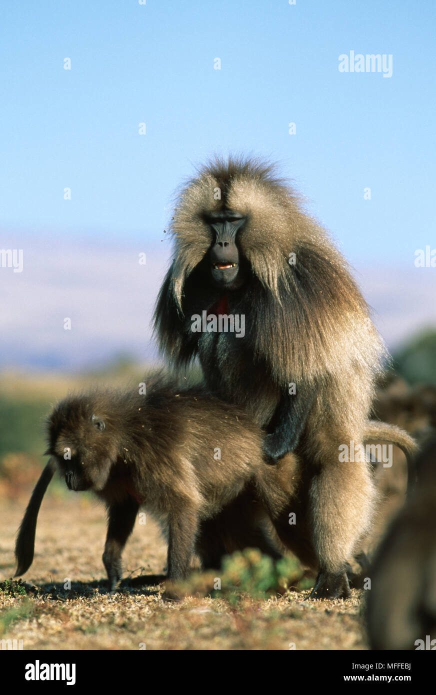 Baboon mating hi-res stock photography and images - Alamy