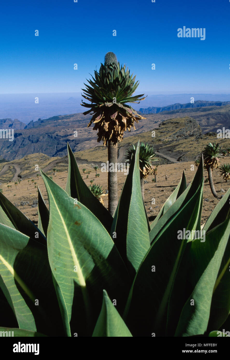 GIANT LOBELIA Lobelia rhynchopetalum Simien Mountains National Pk ...