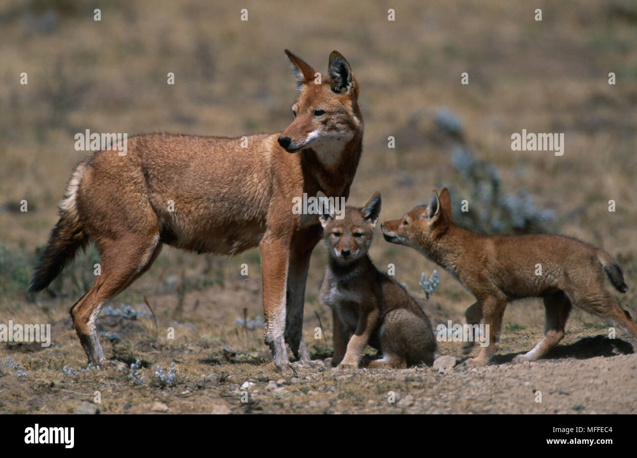 ETHIOPIAN WOLF or SIMIEN JACKAL Canis simensis with two-month-old cubs ...