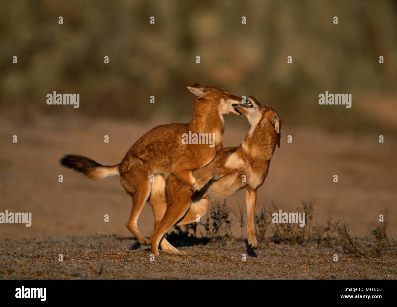 ETHIOPIAN WOLF or SIMIEN JACKAL Canis simensis adults greeting in early ...