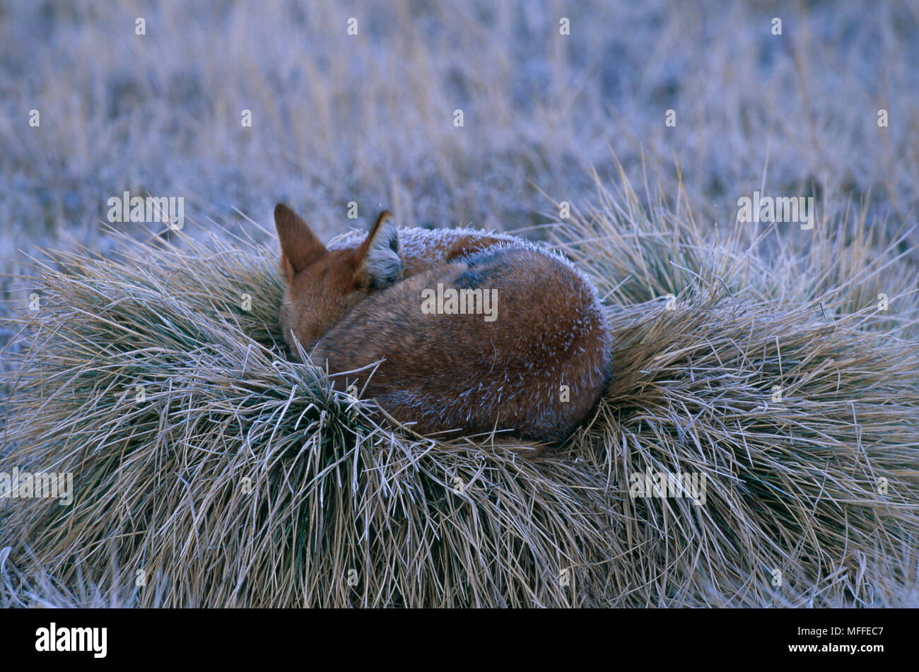 ETHIOPIAN WOLF or SIMIEN JACKAL Canis simensis Sleeping covered in ...