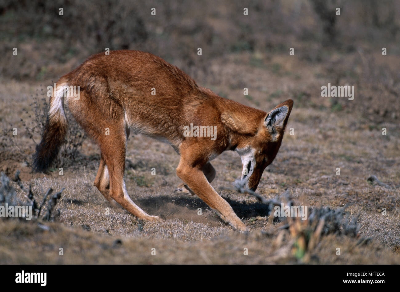 Wolf digging hi-res stock photography and images - Alamy