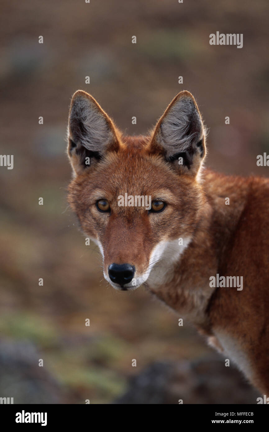 ETHIOPIAN WOLF or SIMIEN JACKAL Canis simensis Bale Mountains National ...