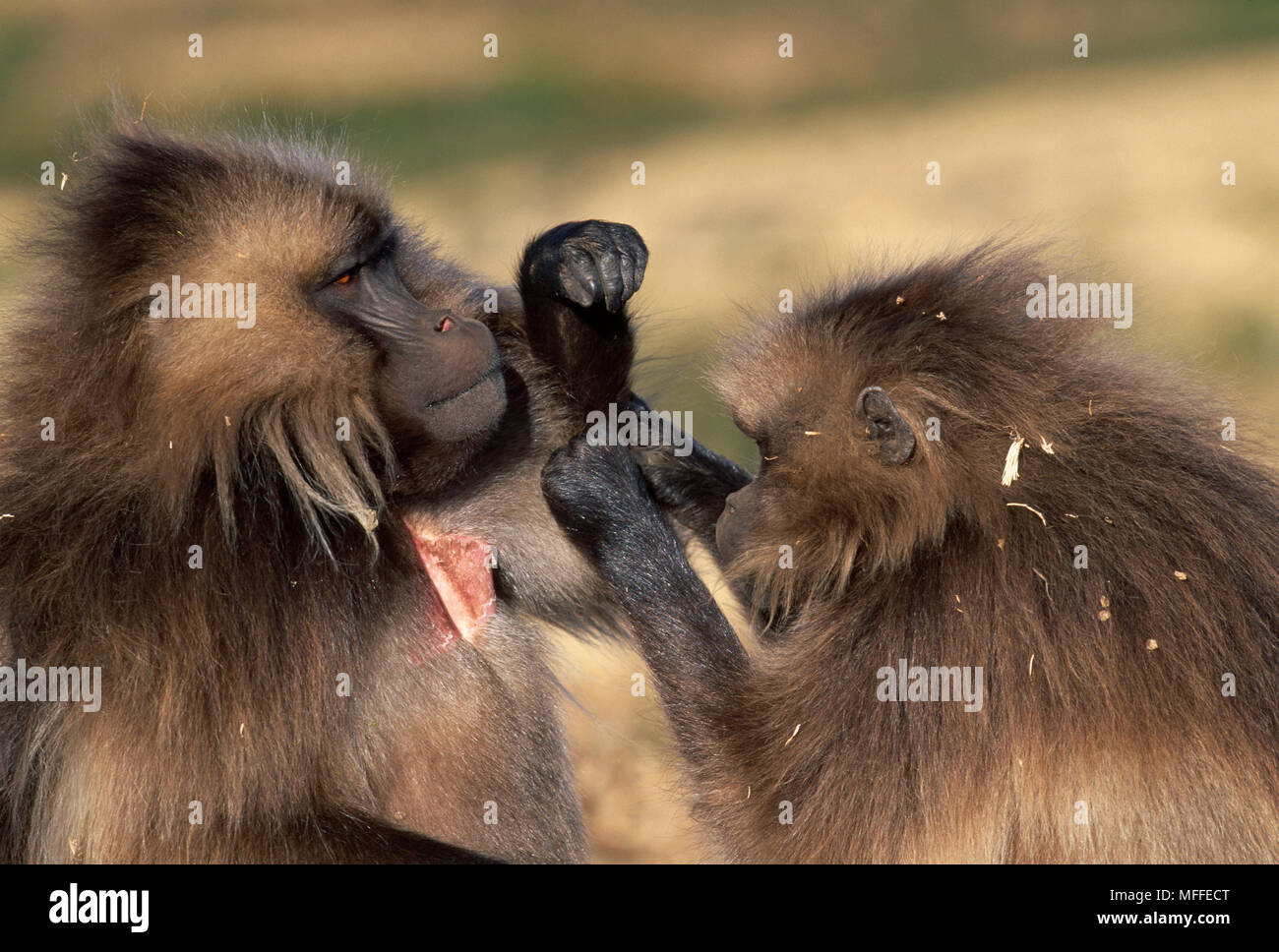 GELADA BABOON two grooming Theropithecus gelada Simien Mountains ...