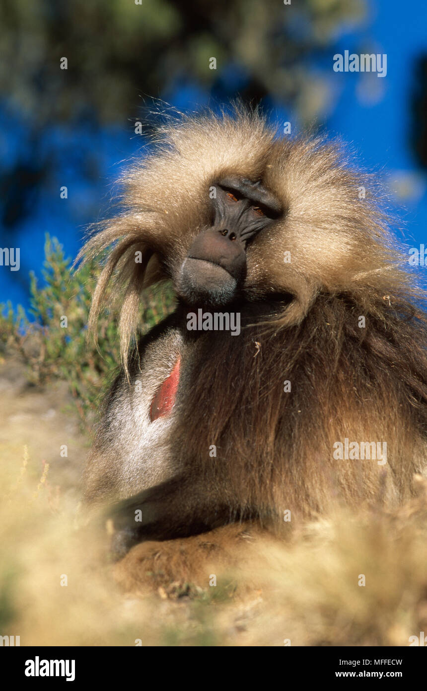GELADA BABOON male Papio gelada Simien Mountains National Park ...