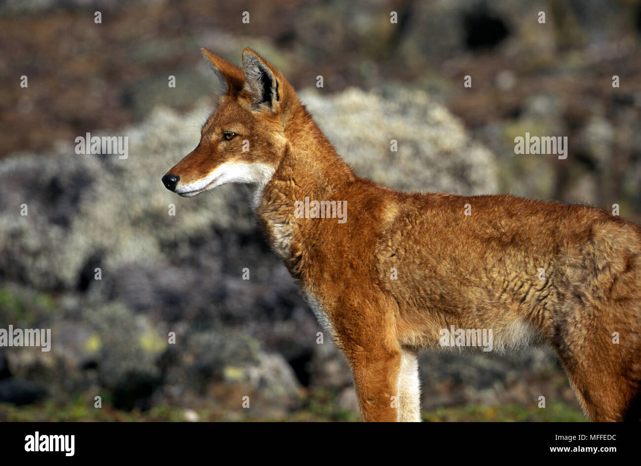 ETHIOPIAN WOLF Canis simensis Bale Mountains National Park, Ethiopia ...