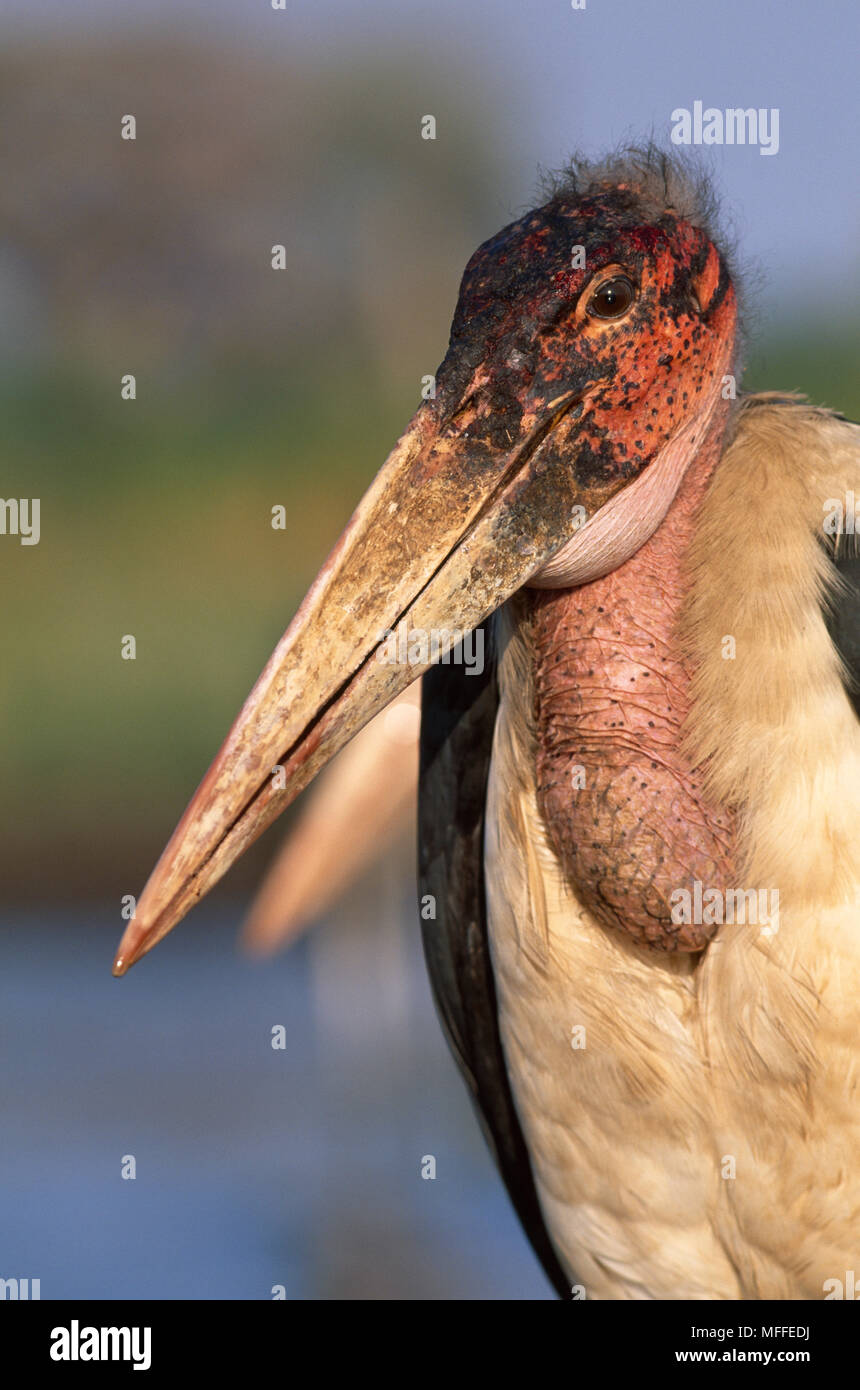 Ugly african storks hi-res stock photography and images - Alamy
