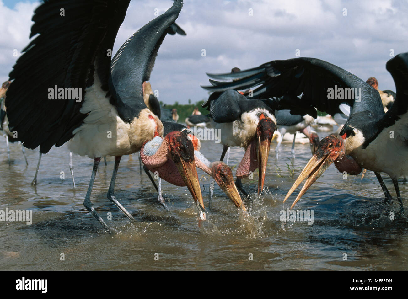 Lake ziway birds hi-res stock photography and images - Alamy