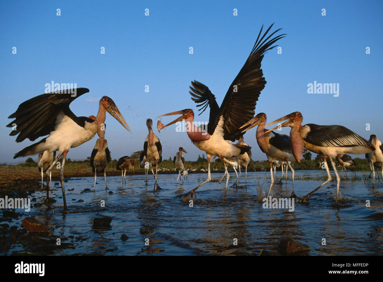 MARABOU STORKS feeding on fish Leptoptilos crumeniferus in shallow ...