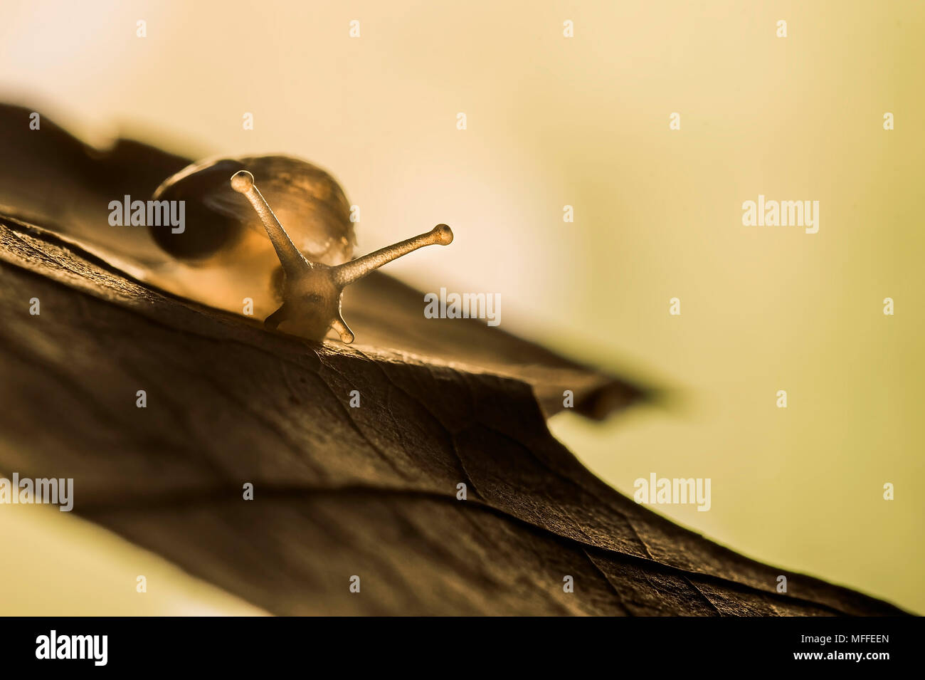 Snail - Caracol Stock Photo - Alamy