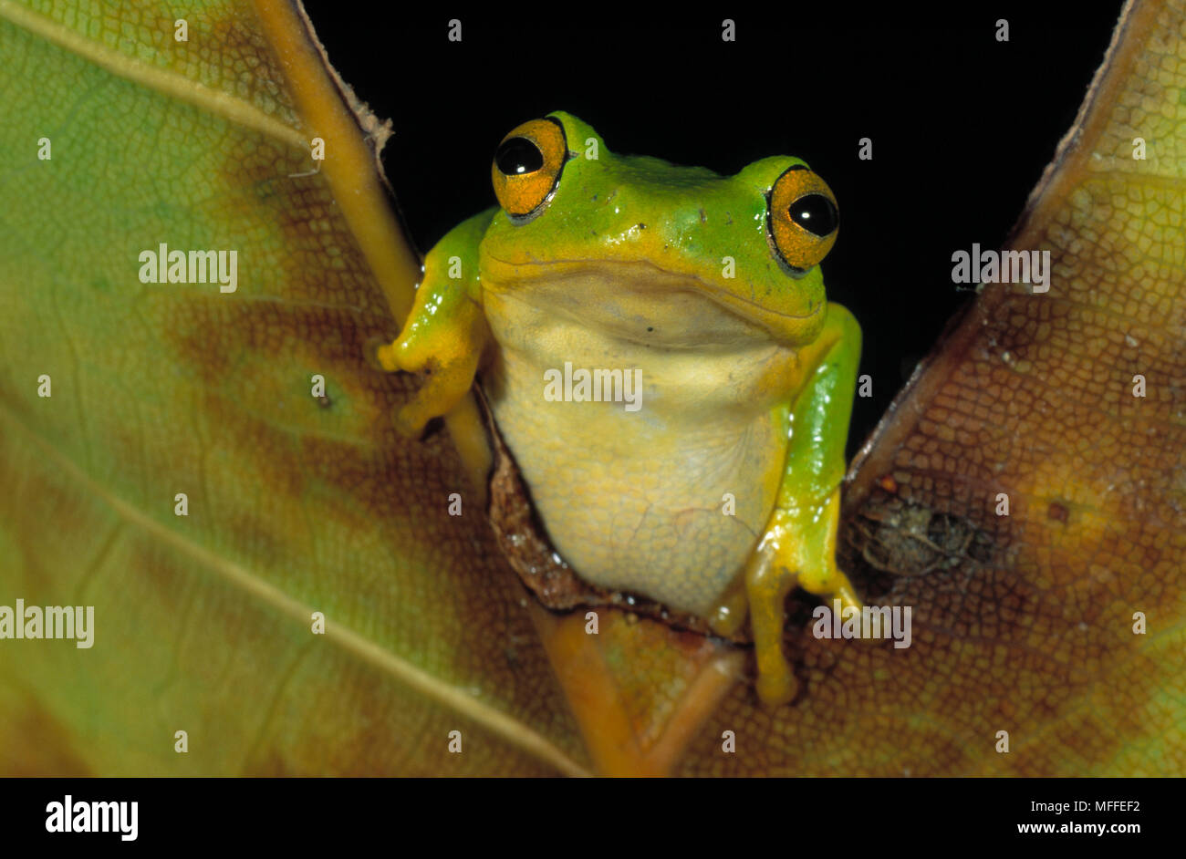 GREEN REED FROG Hyperolius sp. southern Africa Stock Photo - Alamy