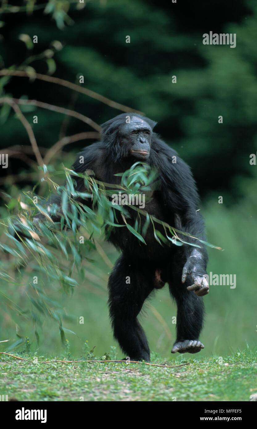 Bonobo pan paniscus displaying hi-res stock photography and images - Alamy