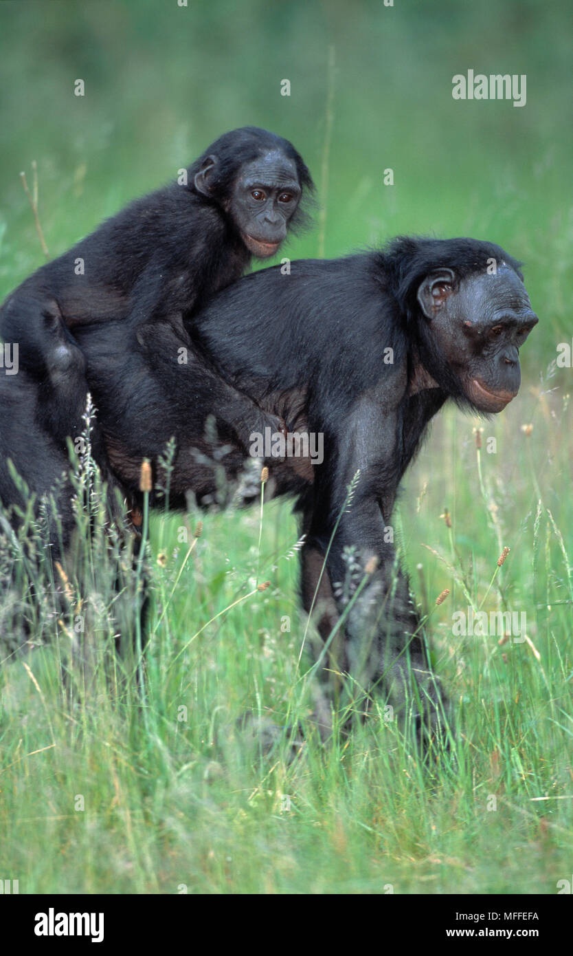 Female with young pan paniscus bonobo hi-res stock photography and ...