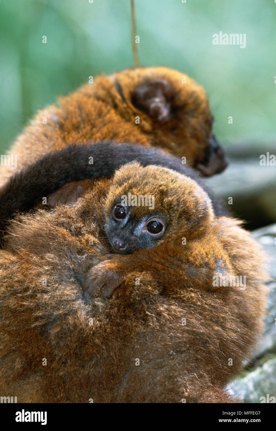 RED-BELLIED LEMUR female & baby Eulemur rubriventer Endemic to ...