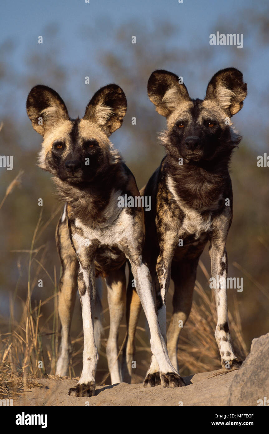 AFRICAN WILD DOGS or CAPE HUNTING DOGS Lycaon pictus Stock Photo - Alamy