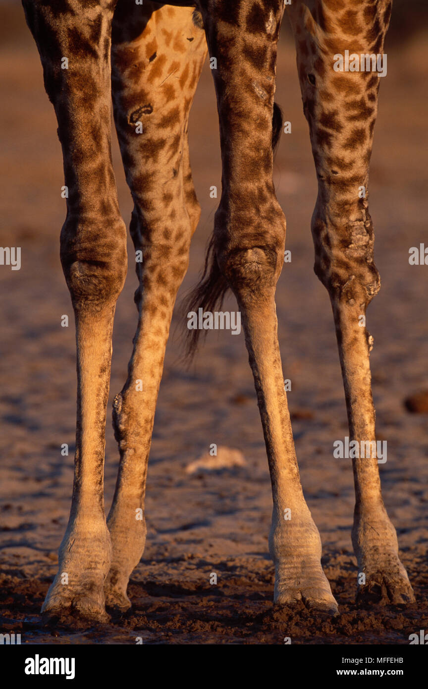 GIRAFFE legs, detail Giraffa camelopardalis Etosha National Park ...