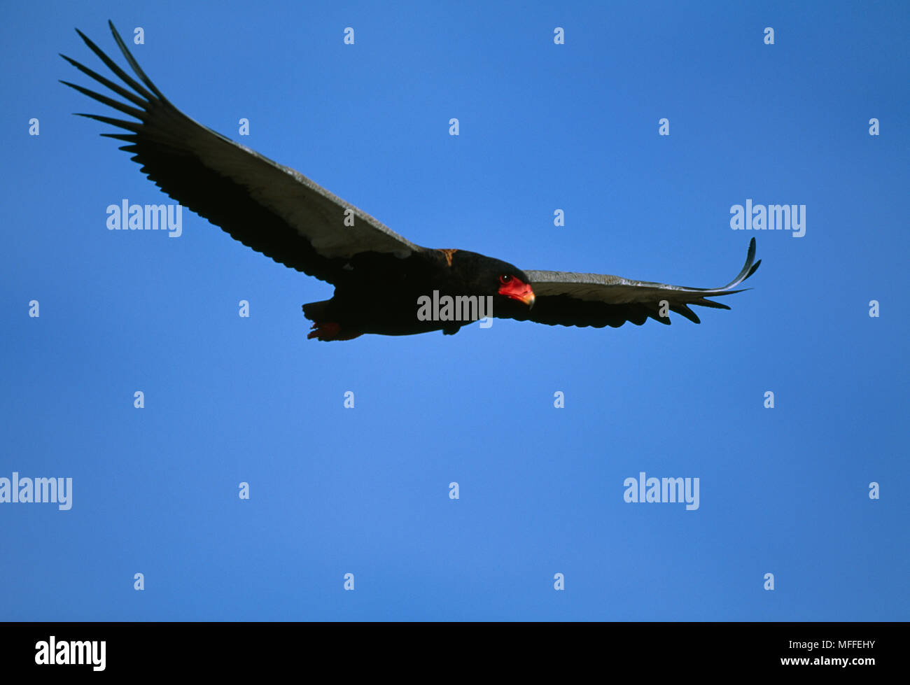 Namibian birds of prey hi-res stock photography and images - Alamy